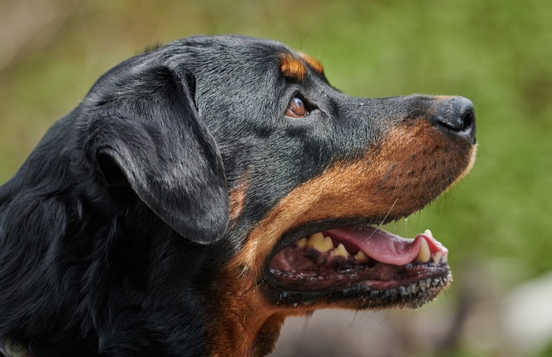 Oral Health Care For Cats And Dogs | Simcoe Veterinary Hospital