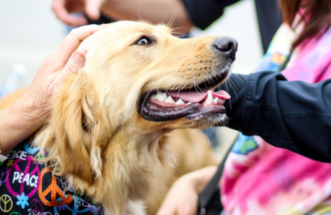 Benefits Of Sharing Your Life With A Pet | Simcoe Veterinary Hospital